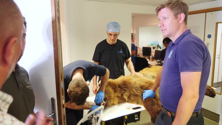 Bear to become first of its kind to undergo brain surgery in UK after ...