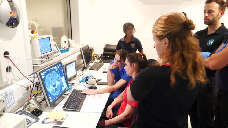 Bear to become first of its kind to undergo brain surgery in UK after ...