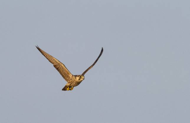 Peregrine Falcon (Falco peregrinus) close up portrait