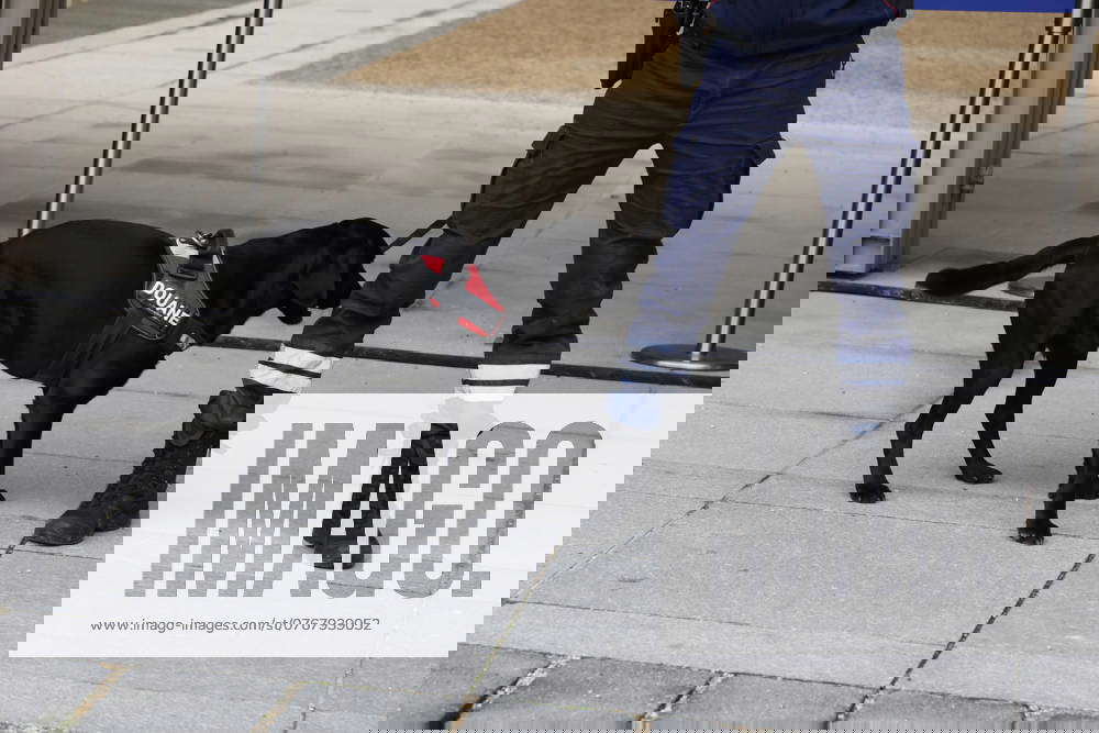 Demonstration of Customs sniffer dogs in Bercy Demonstration des chiens ...