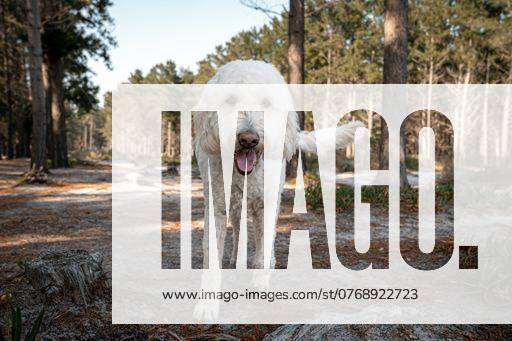 A cheerful white poodle walking in a sunlit forest path surrounded by ...