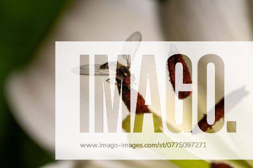 Close-up of a hoverfly on a white lily stamen, showcasing intricate details of the insect and