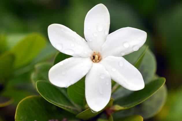 Tiare Maori the National Flower of the Cook Islands Tiare Maori, grows ...
