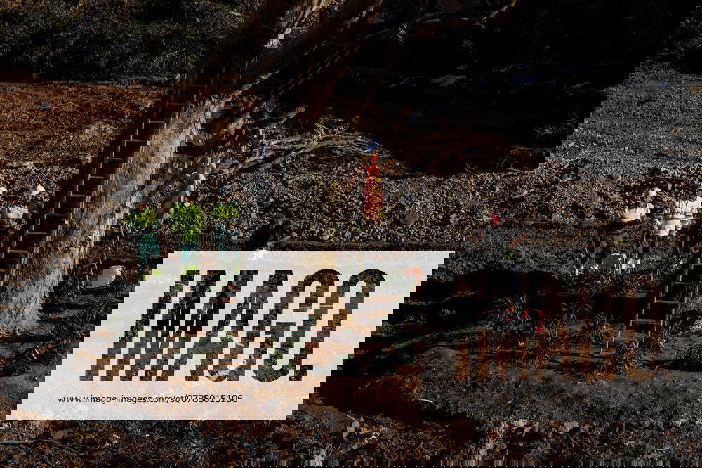 Paiporta a few days before Christmas The eucalyptus tree that has ...