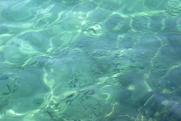 Anchovy fish, 13130778, alive, anchovy, animals, background, circle ...