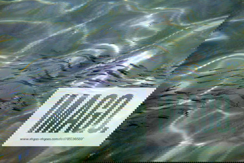 Anchovy fish, 13130778, alive, anchovy, animals, background, circle ...