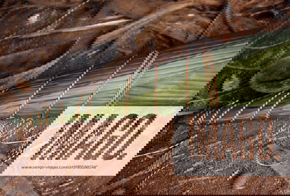 ECUADOR, Amazon Auca curare process for making poison darts. John ...