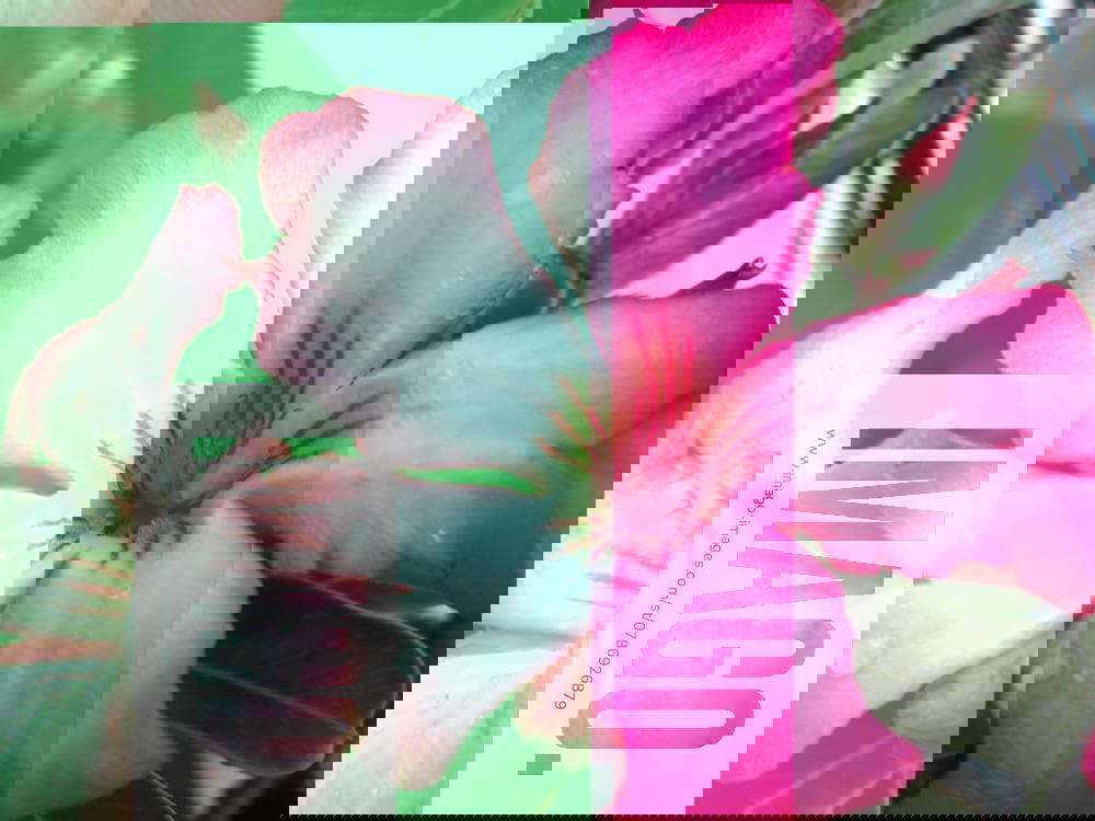 Multi-colored azalea blossom The growing popularity of home decor A ...