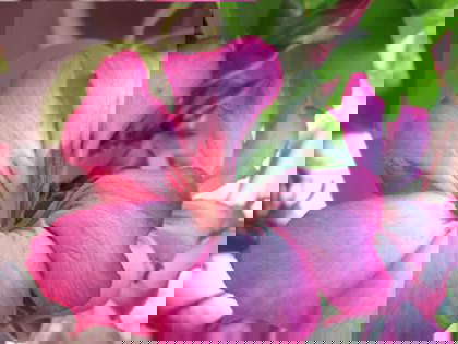 Multi-colored azalea blossom The growing popularity of home decor A ...