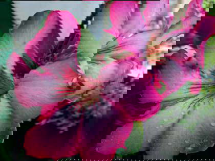 Multi-colored azalea blossom The growing popularity of home decor A ...