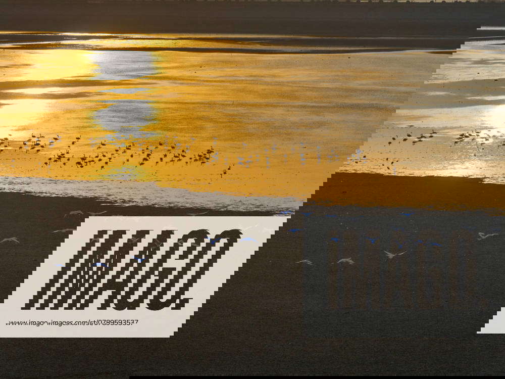 Swans at Shiju Lake Wetland in Nanjing Swans perch on the lake as the ...