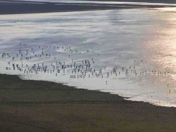Swans at Shiju Lake Wetland in Nanjing Swans perch on the lake as the ...