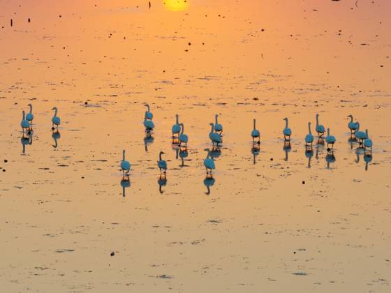 Swans at Shiju Lake Wetland in Nanjing Swans perch on the lake as the ...