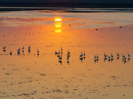 Swans at Shiju Lake Wetland in Nanjing Swans perch on the lake as the ...