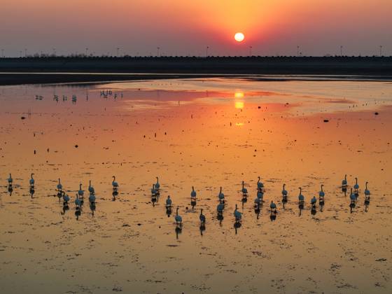 Swans at Shiju Lake Wetland in Nanjing Swans perch on the lake as the ...