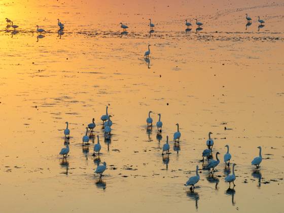 Swans at Shiju Lake Wetland in Nanjing Swans perch on the lake as the ...