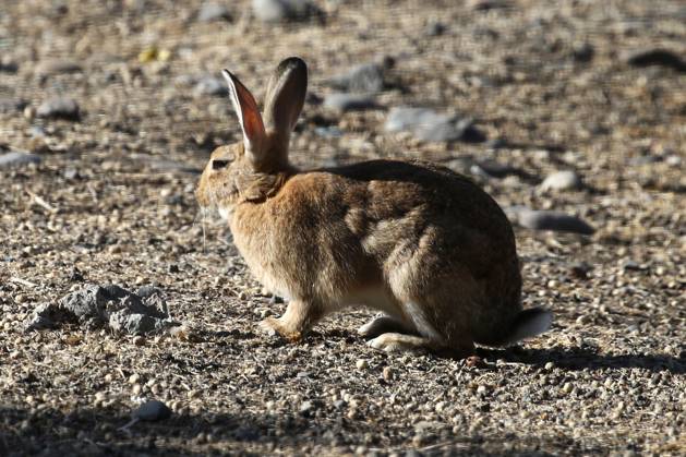Santiago Rabbit infestation in a vacant site in the Las Condes district ...