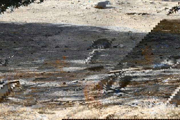 Santiago Rabbit infestation in a vacant site in the Las Condes district ...