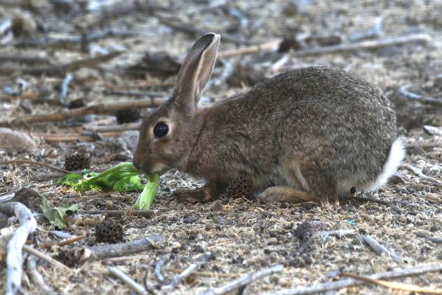 Santiago Rabbit infestation in a vacant site in the Las Condes district ...