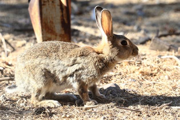 Santiago Rabbit infestation in a vacant site in the Las Condes district ...