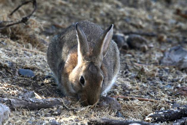 Santiago Rabbit infestation in a vacant site in the Las Condes district ...