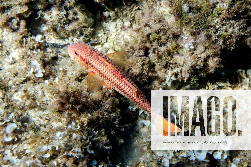 Captivating image capturing a vibrant red mullet, Mullus barbatus, as ...