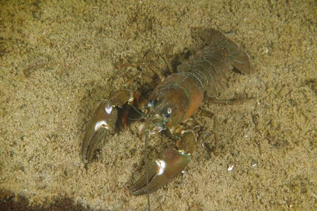 Signal crayfish Pacifastacus leniusculus, invasive Art, Dive site ...