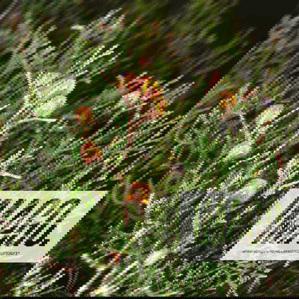 Sandarak tree, Sandarac Tree, Cypress, Links Cypress, Barbary thuja ...