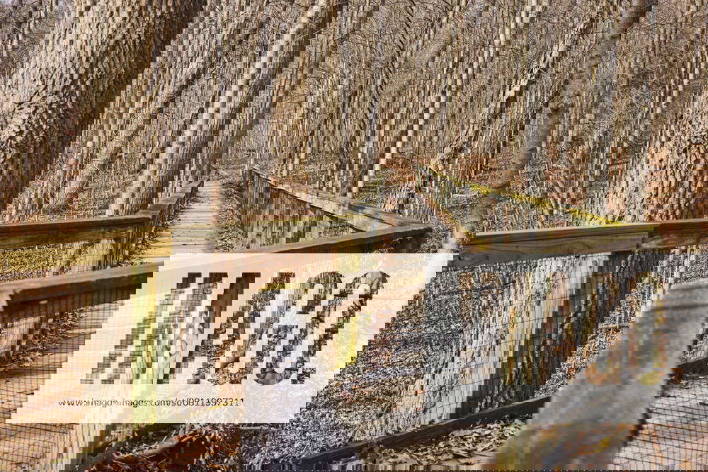 Peaceful Walk through Lindenwood Preserve, Fort Wayne - Bare Trees in ...